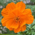Ultimate Guide to Cosmos Flower Meaning & Symbolism - Plants Craze