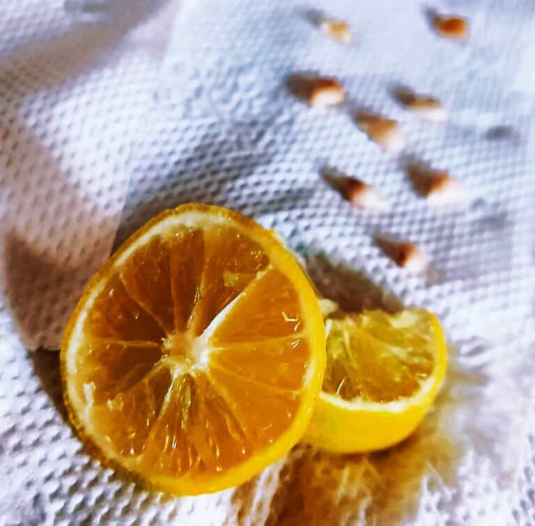 How to Germinate Lemon Seeds? [Updated [current-year]]