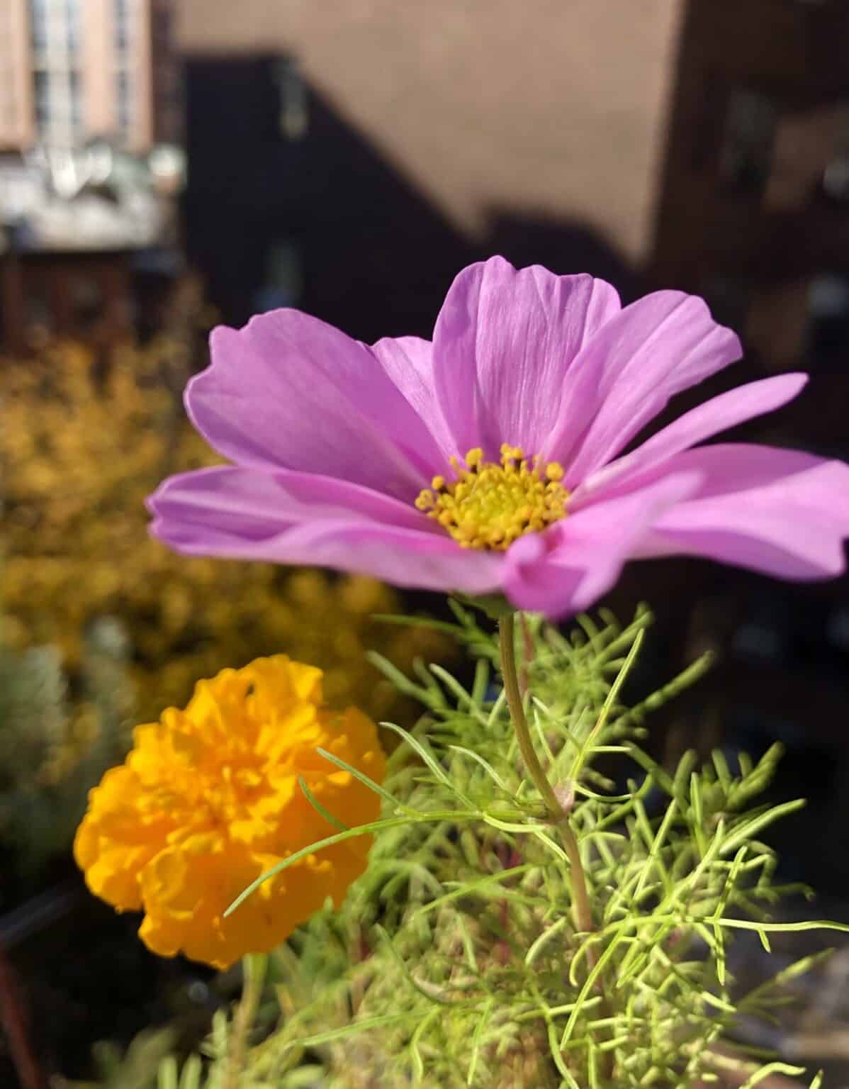 Marigold Companion Plants (What to Grow & What not to) - Plants Craze