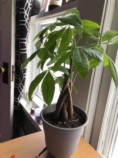 Why is My Money Tree Dying? How to Save It? - Plants Craze