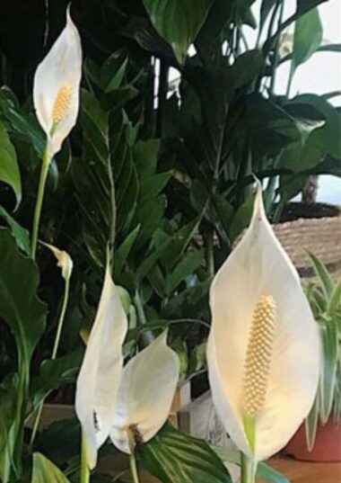 20 Peace Lily Types With Names & Pictures - Plants Craze