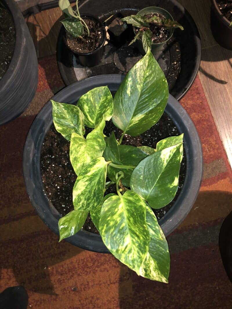 How to Save Overwatered Pothos? [All Queries Solved]