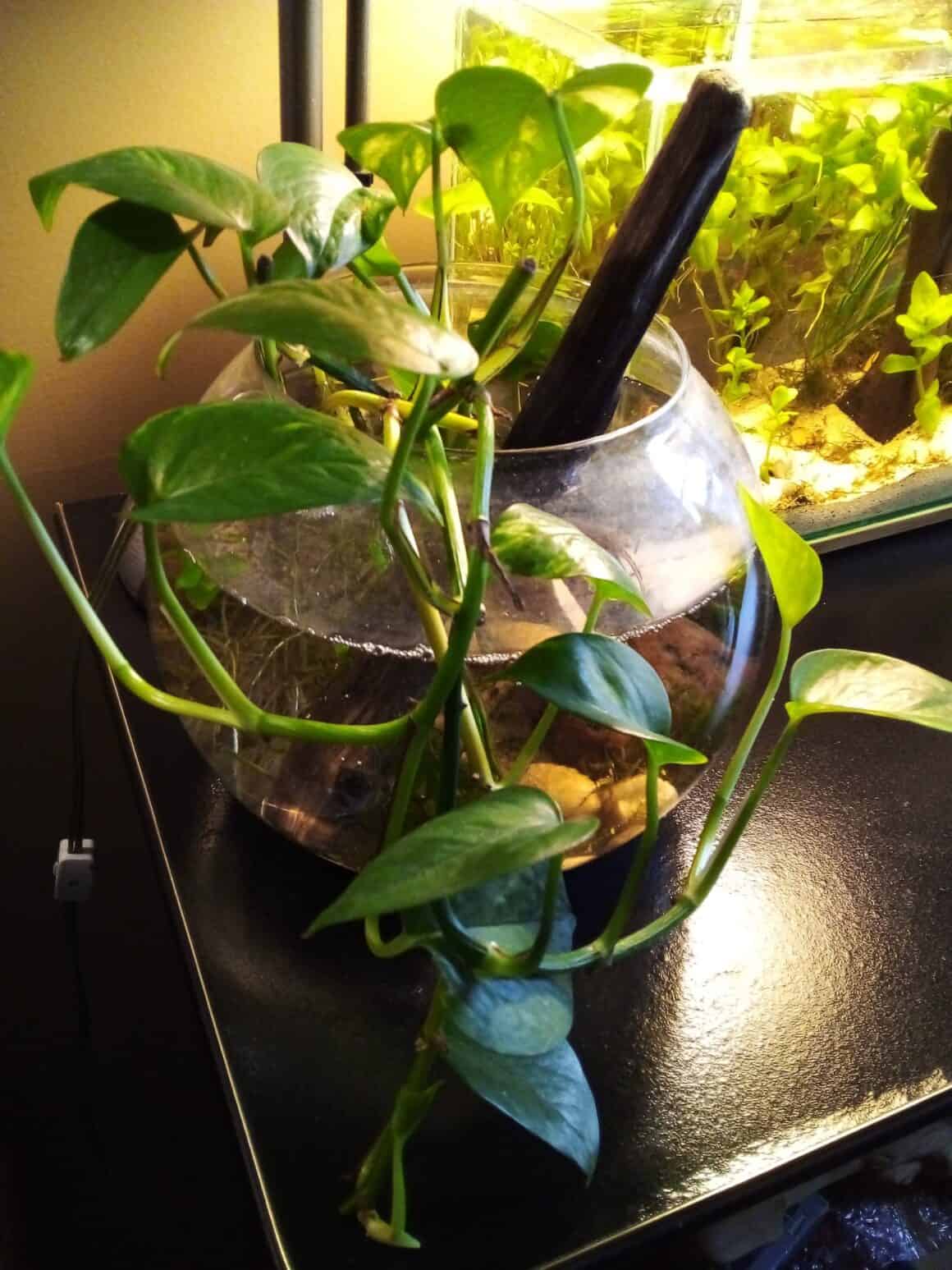 How to Save Overwatered Pothos? All Queries Solved!