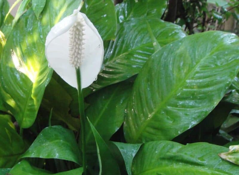 20 Peace Lily Types With Names & Pictures - Plants Craze