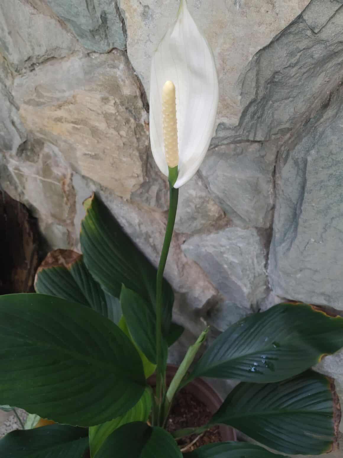 20 Peace Lily Types With Names & Pictures - Plants Craze