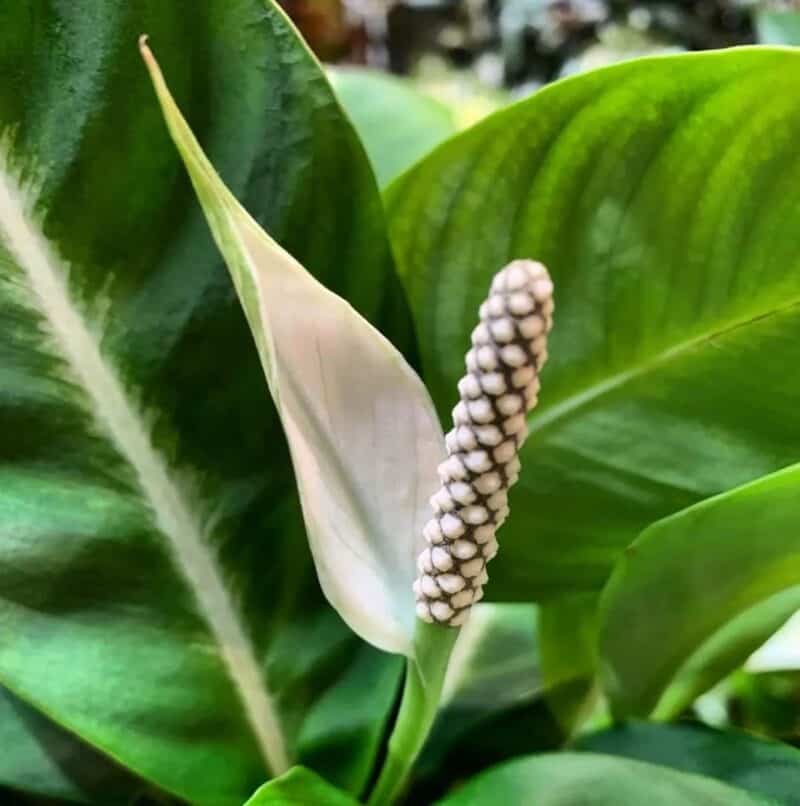 20 Peace Lily Types With Names & Pictures - Plants Craze