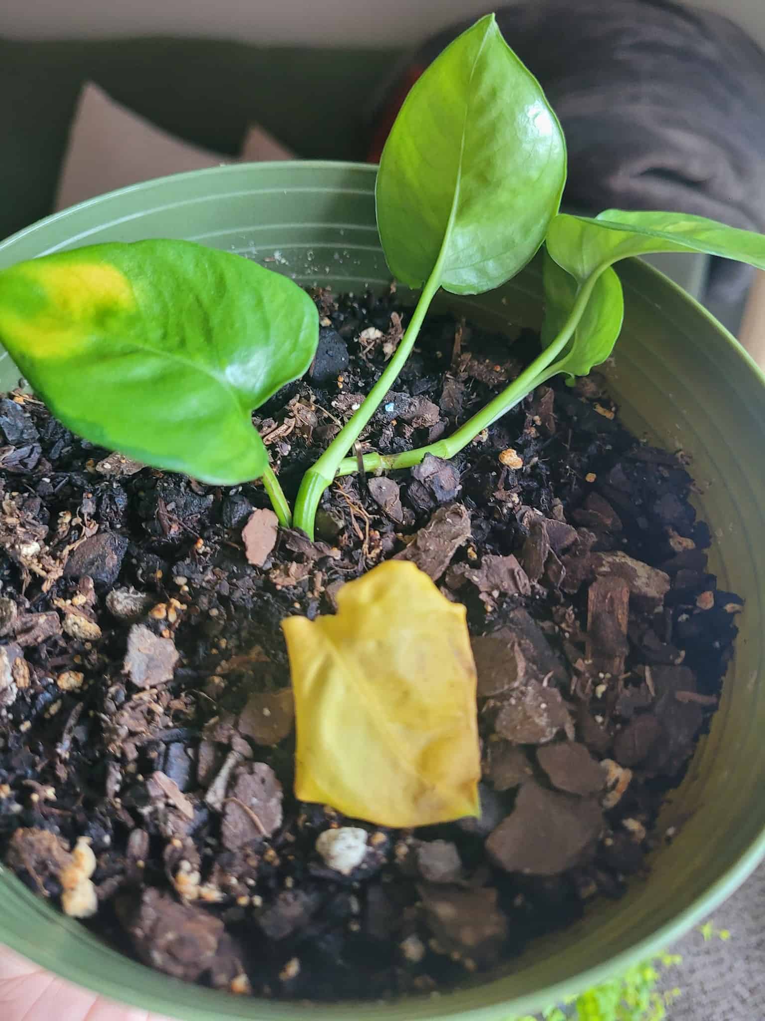 How to Save Overwatered Pothos? All Queries Solved!