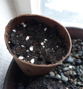 How To Propagate Lilacs: Ultimate Guide - Plants Craze