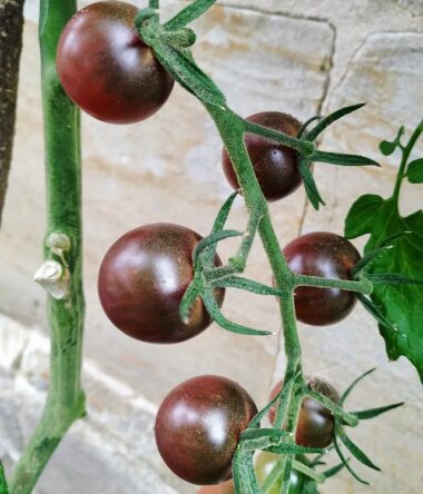 20+ Purple Tomato Varieties You Need to Grow