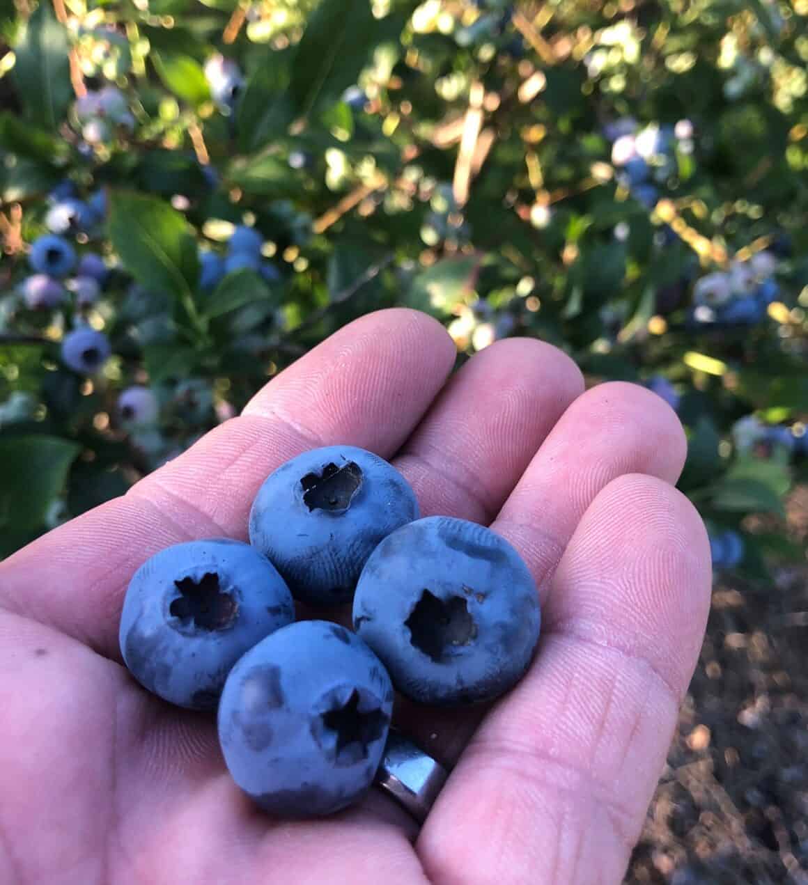 Do Blueberries Have Seeds? All Riddles Solved! - Plants Craze