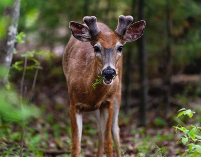 22+ Best Deer Resistant Perennials that you Need to Know