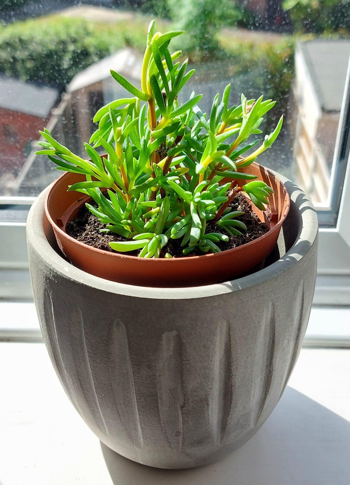 7 Ice Plant Benefits You Can Get Easily - Plants Craze