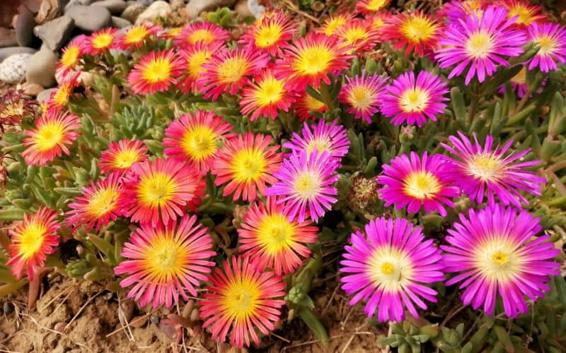 7 Ice Plant Benefits You Can Get Easily - Plants Craze