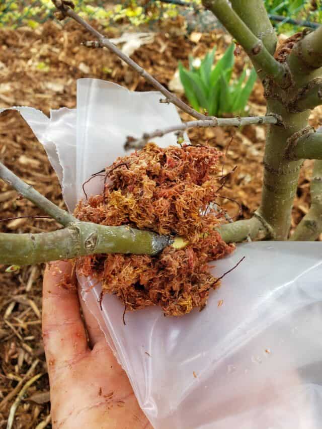 How To Propagate Lilacs: Ultimate Guide