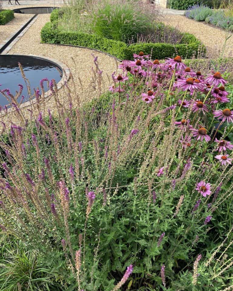 How to Deadhead Salvias? [Queries Solved]