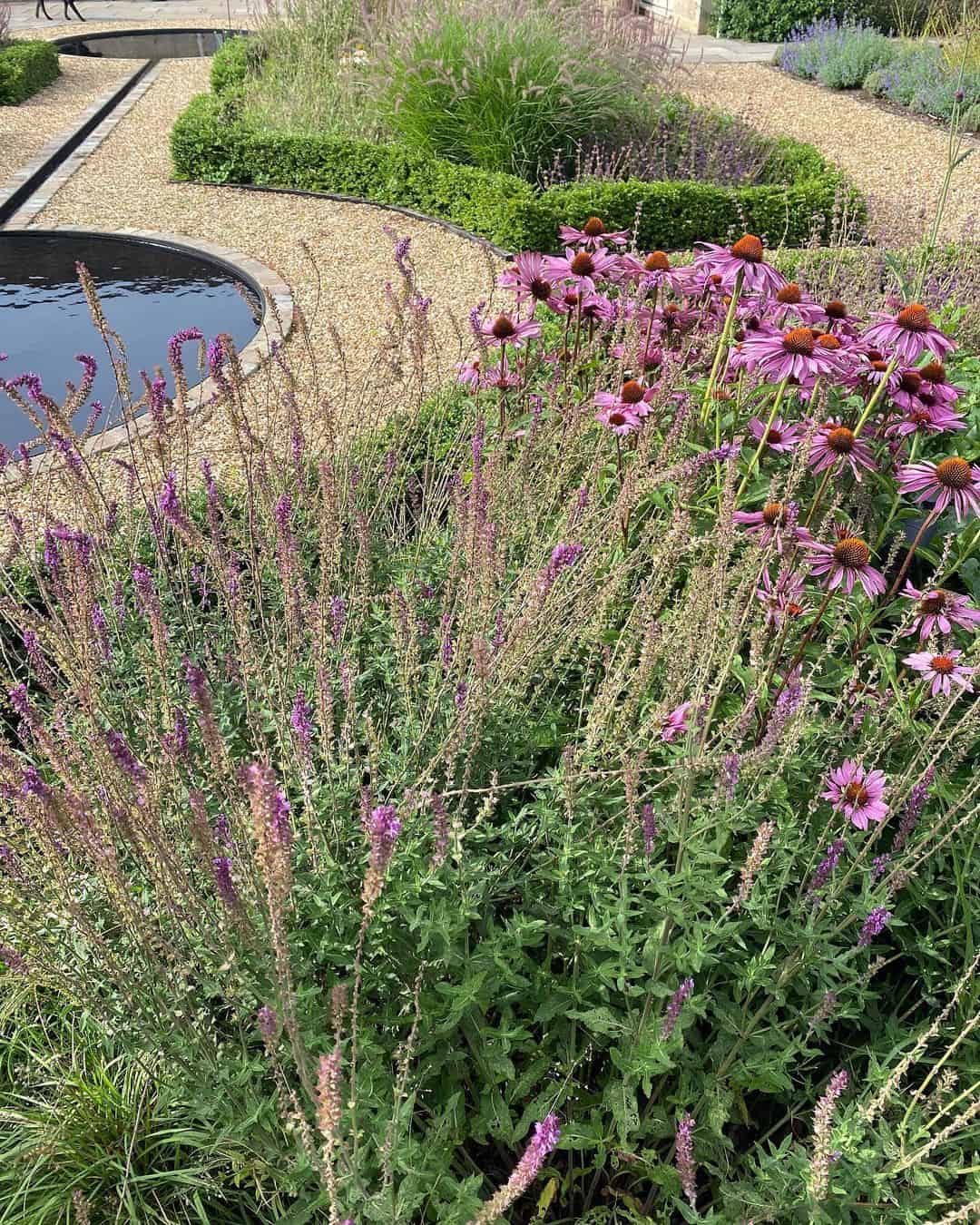 How to Deadhead Salvias? [Queries Solved]