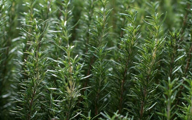 How To Propagate Rosemary (With Pictures) - Plants Craze