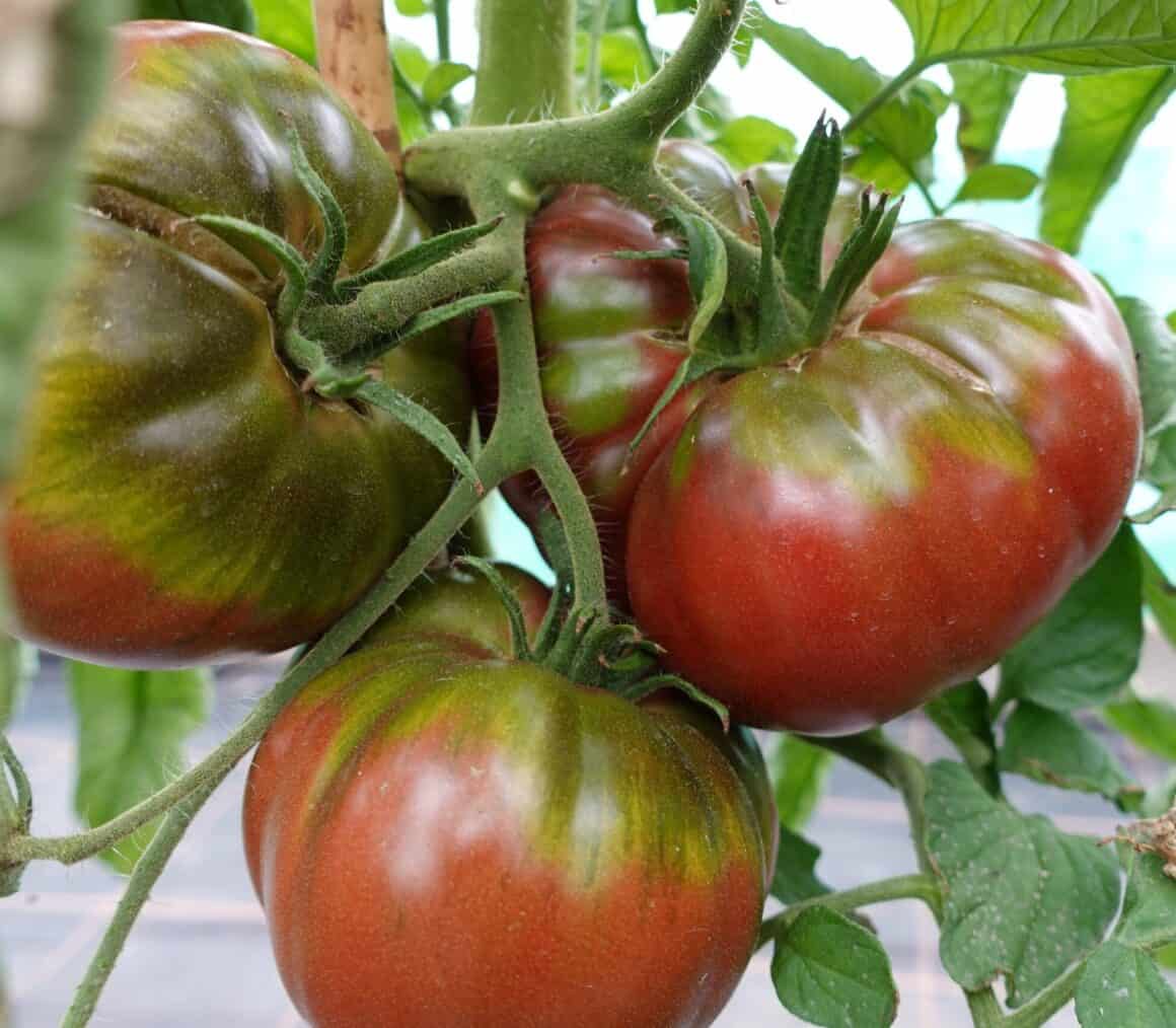 20+ Purple Tomato Varieties You Need to Grow - Plants Craze