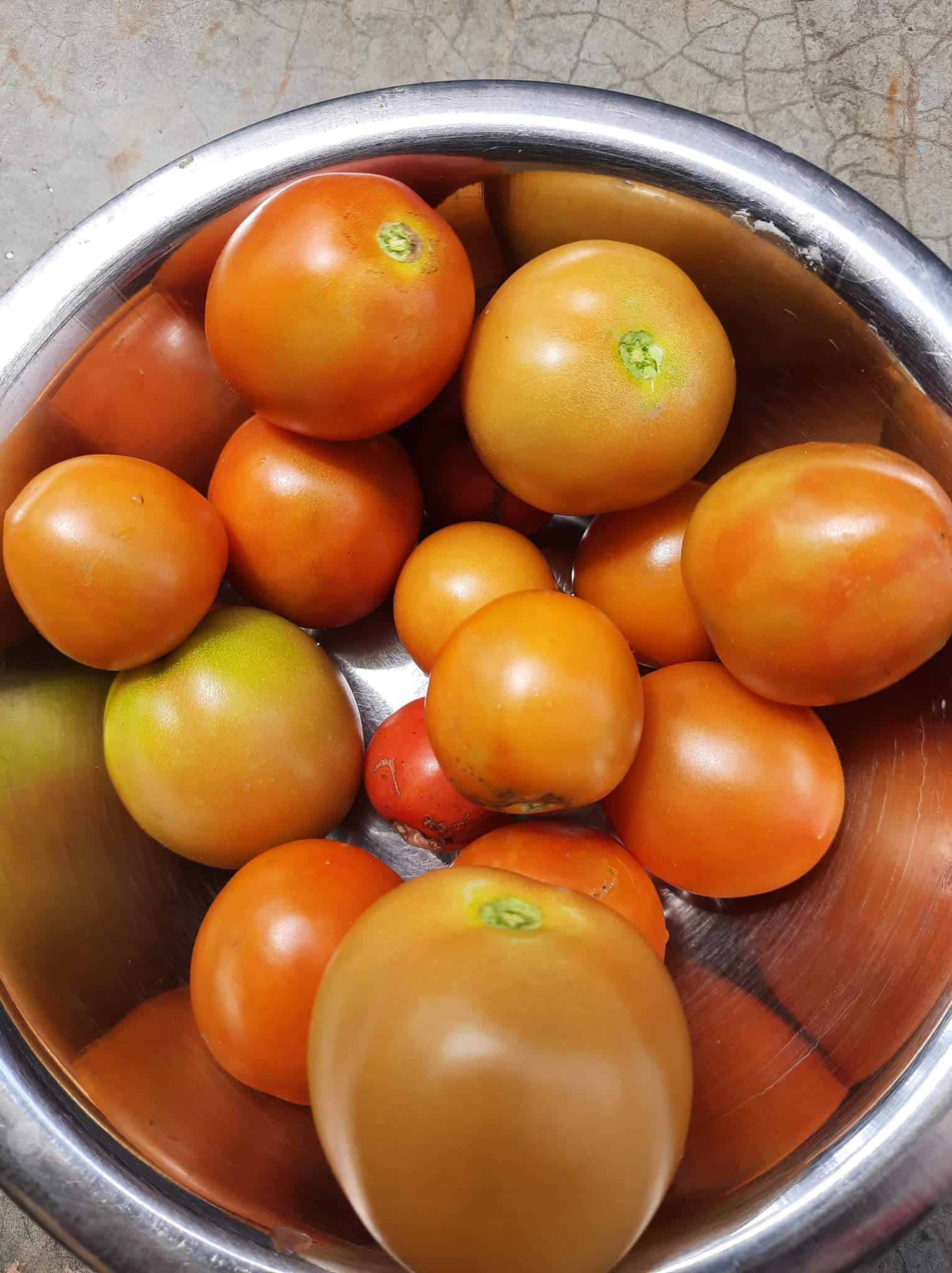 How & When to Pick Tomatoes? - Plants Craze