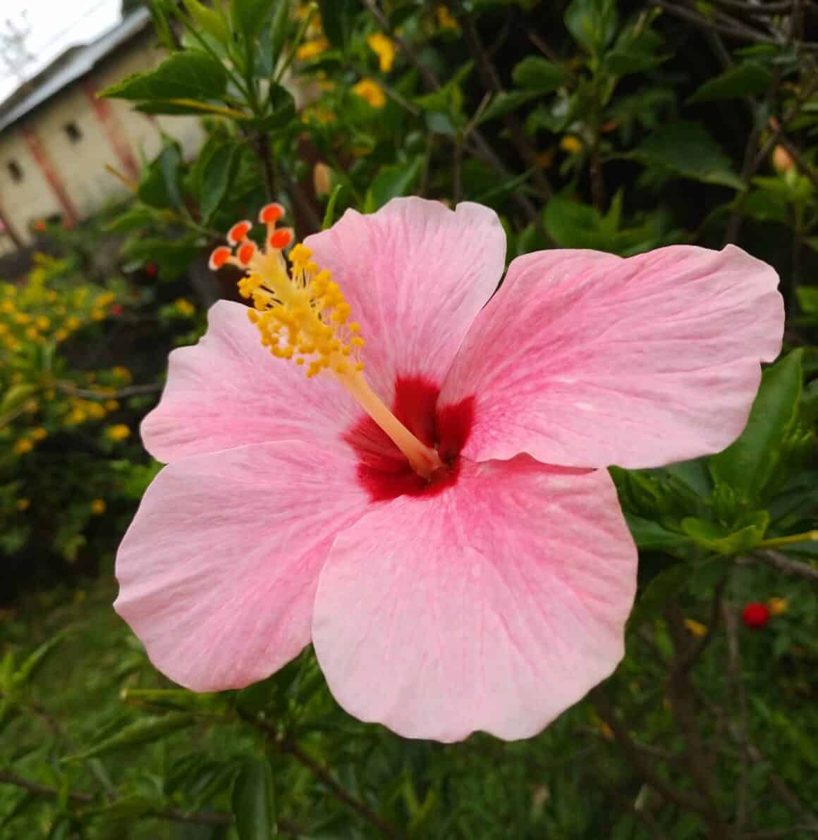 Ultimate Guide to Growing Hibiscus in Pots - Plants Craze