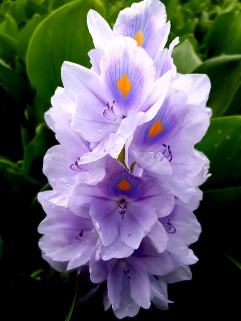 A Beginner's Guide to Transplanting Hyacinth Bulbs: Tips & Tricks
