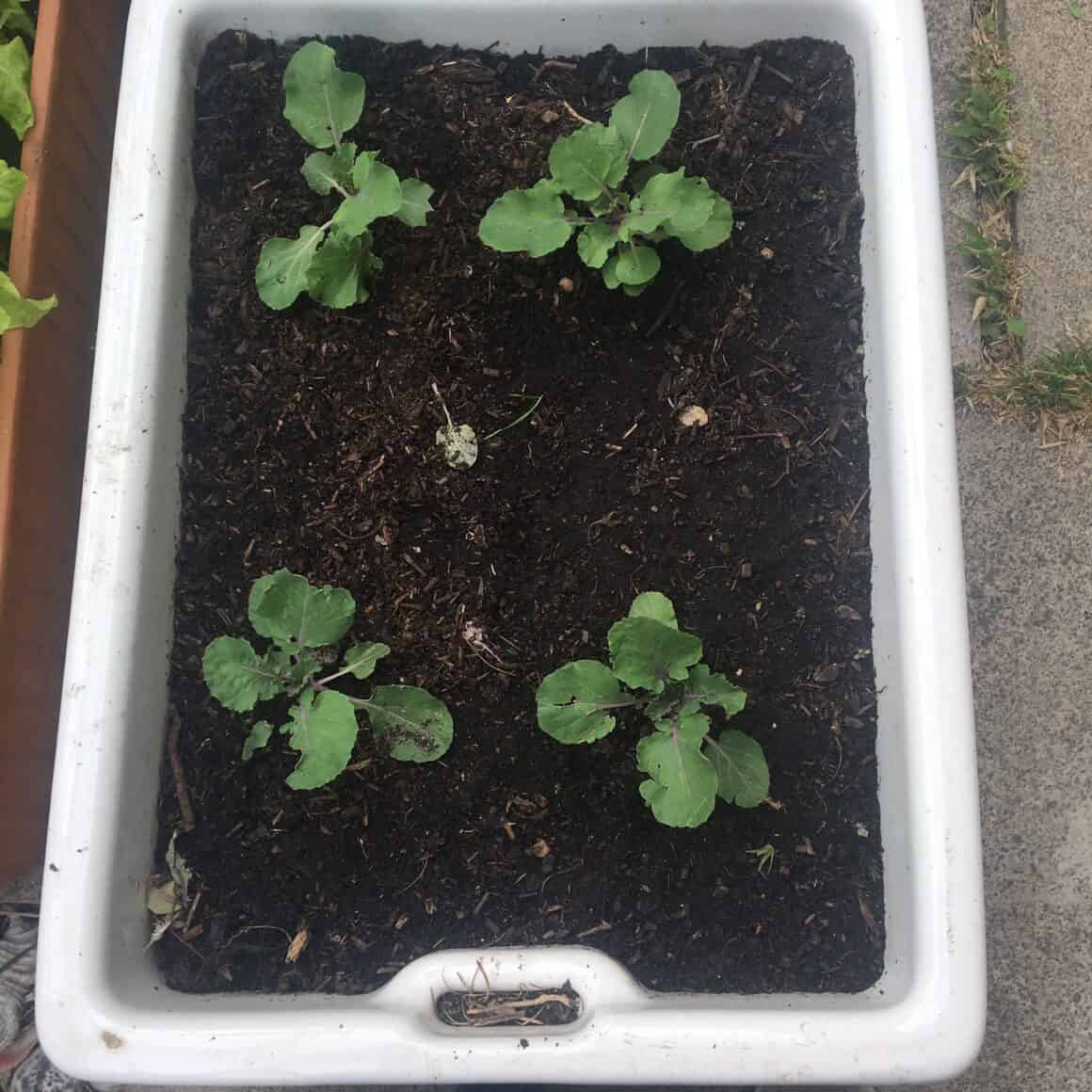 Kale Germination Time [You Won't Believe How Quick it is!]