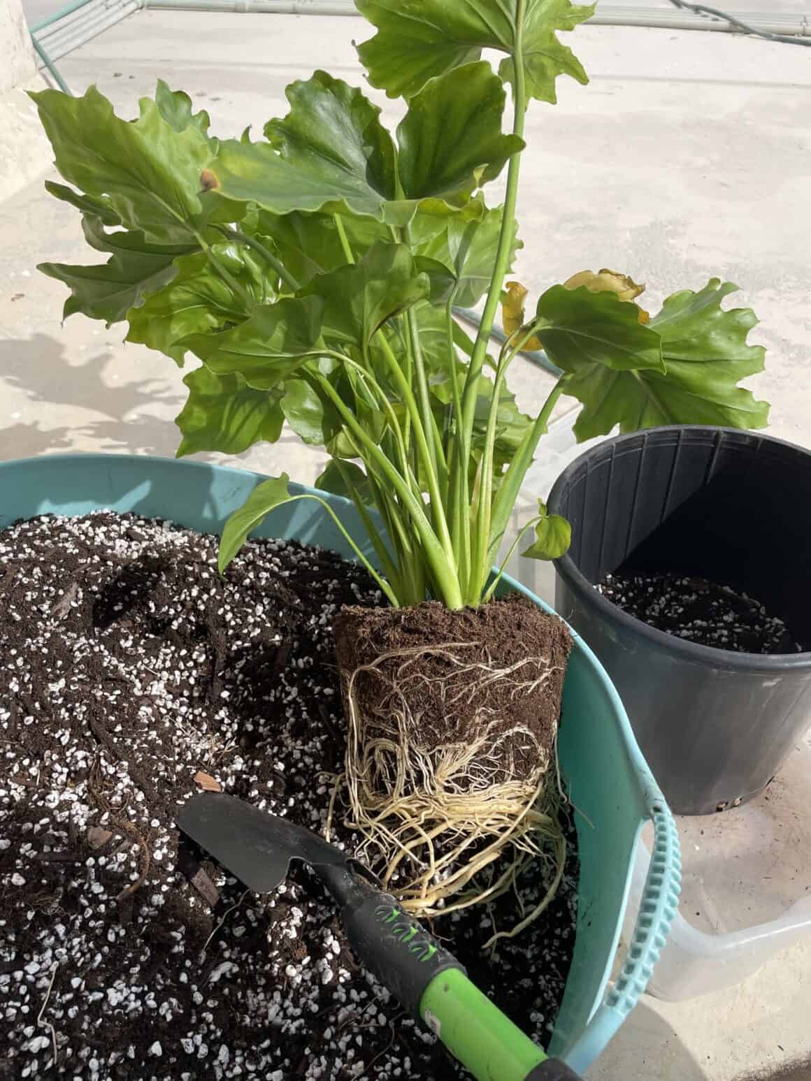 Split Leaf Philodendron Care: A Complete Guide At Hand - Plants Craze