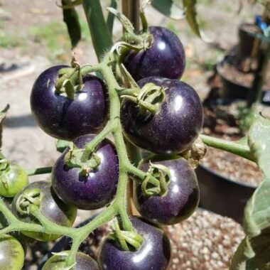20+ Purple Tomato Varieties You Need to Grow - Plants Craze