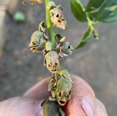 Ultimate Guide To Collecting Snapdragon Seeds - Plants Craze