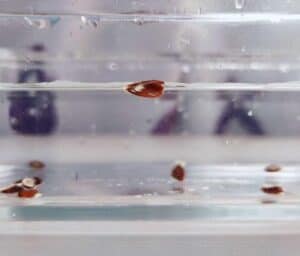 How to Plant Apple Seeds - Ultimate Growing Guide