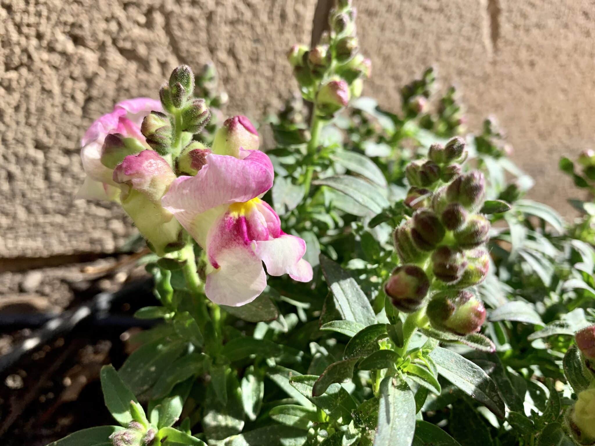 Guide to Pinching Snapdragon [Benefits and 7+ Tips To Do It!]