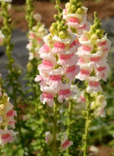 Deadhead Snapdragons [7 Helpful Tips to Deadhead Properly]