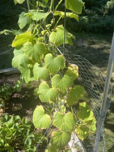How to Fix Overwatered Cucumber Plant? - Plants Craze