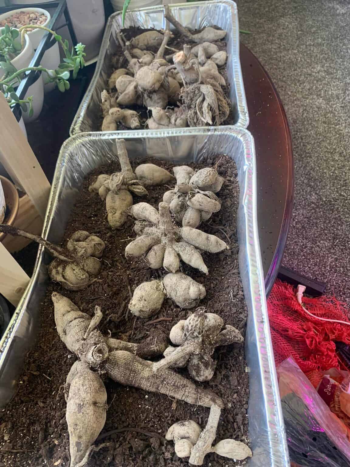 How Long Does It Take for Dahlia Tubers to Sprout?