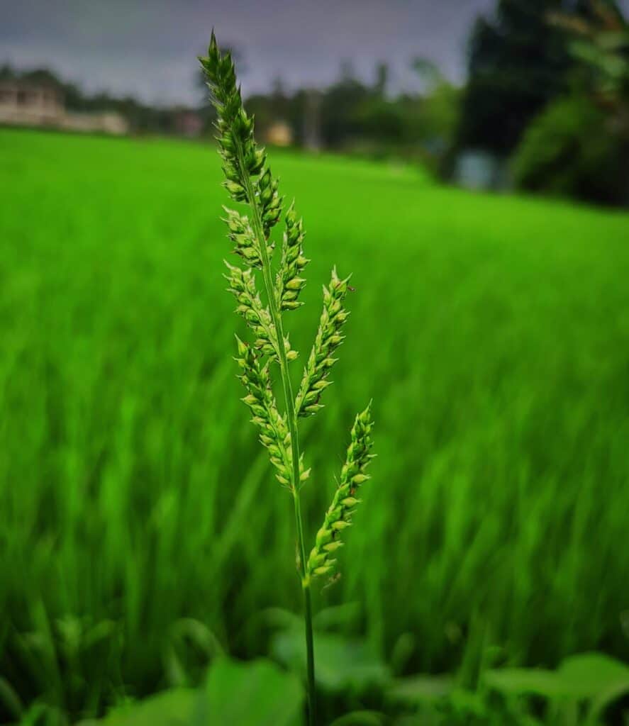 How to Identify Grass Flower? What to do With it? - Plants Craze