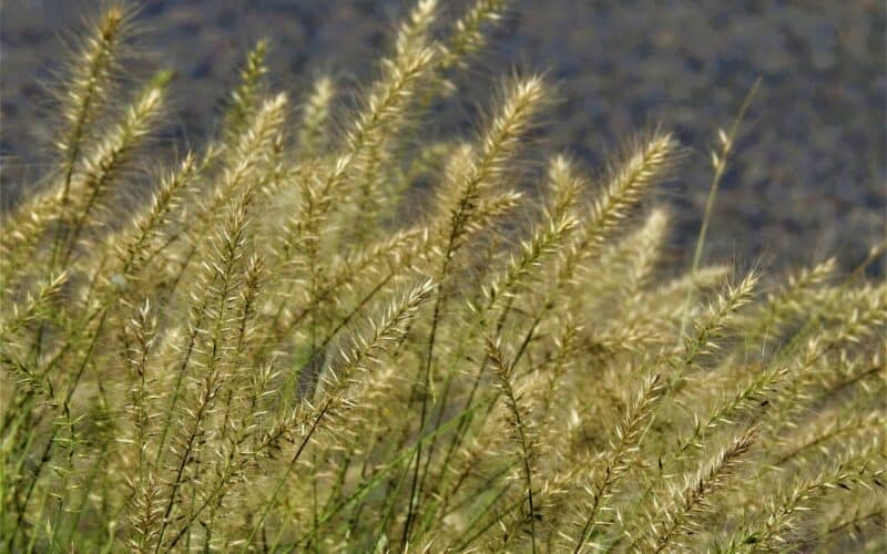 How to Identify Grass Flower? What to do With it? - Plants Craze