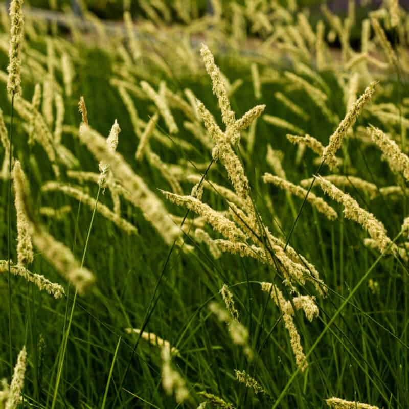 How to Identify Grass Flower? What to do With it? - Plants Craze