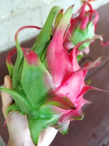Green and Blue Dragon Fruit | Do They Exist? [With 3 Recipes]