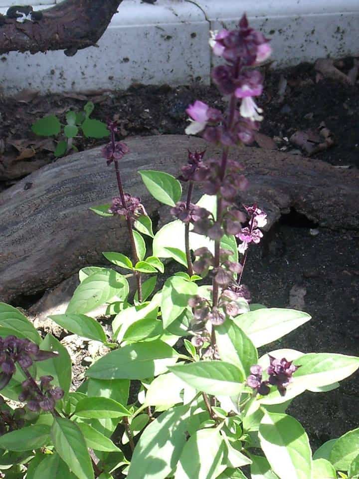 Why Do Basil Purple Flowers Bloom What To Do With Them Plants Craze