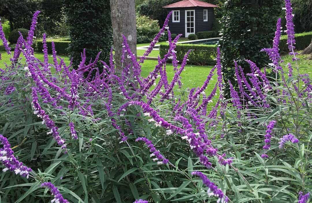 How to Deadhead Salvias? [Queries Solved]