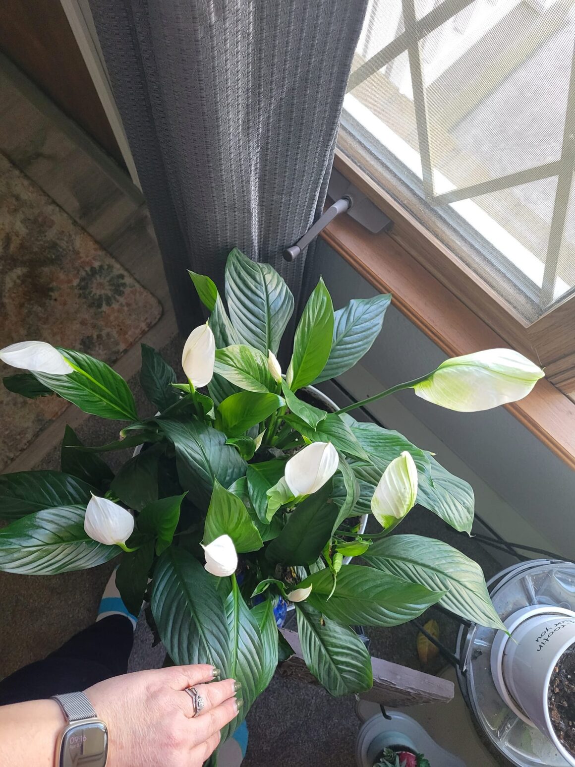 15 Slow Growing Plants for Indoors and Outdoors - Plants Craze