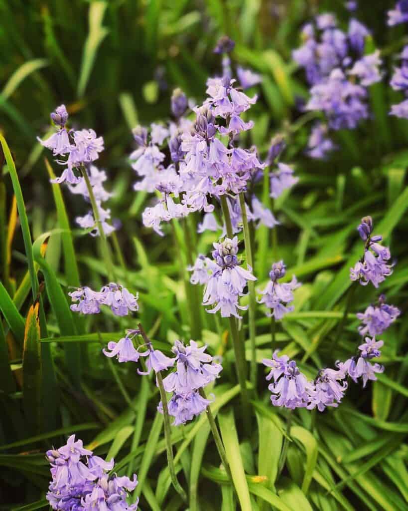 20+ Bell Shaped Flowers for Indoor & Outdoor Gardening - Plants Craze