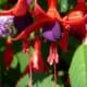 Bell Shaped Flowers [Best 15+ Varieties To Pick From!]