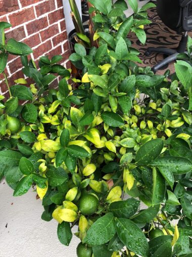 How to Treat Lemon Tree Yellow Leaves? (Causes and Solutions) - Plants Craze