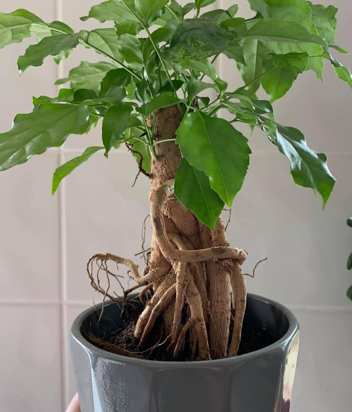 Magical Plants [11+ Best Ones That Will Bend Reality For You!]