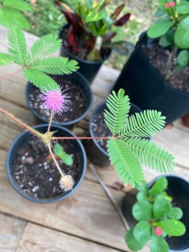 10+ Magical Plants with Names & Pictures - Plants Craze