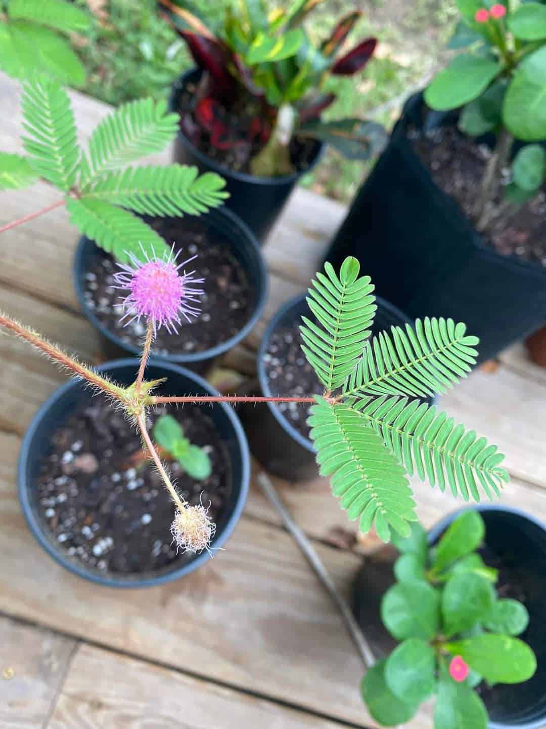 10+ Magical Plants with Names & Pictures - Plants Craze