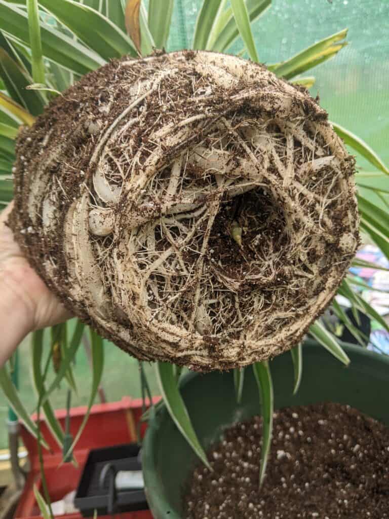 Spider Plant Yellow Leaves: Causes & Easy Fixes - Plants Craze