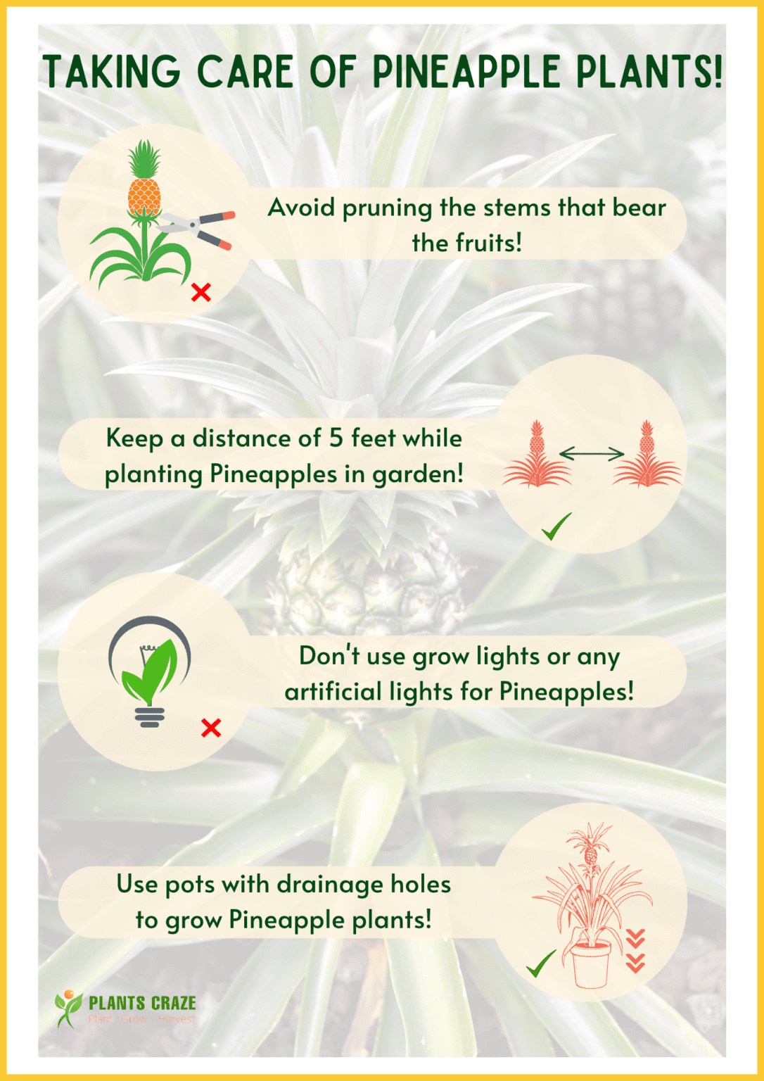 Safe Tips for Bromeliad Pineapple Care