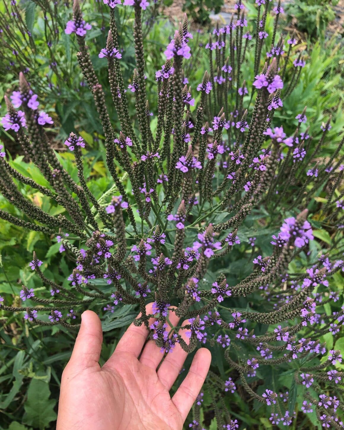 Magical Plants [11+ Best Ones That Will Bend Reality For You!]